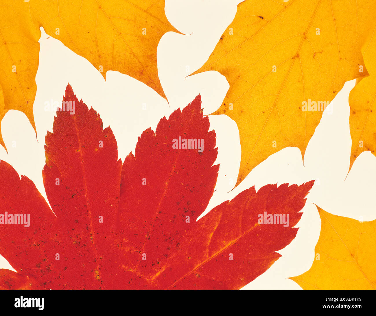 Backlit Big Leaf Maple leaf in fall color Near Alpine Oregon Stock ...