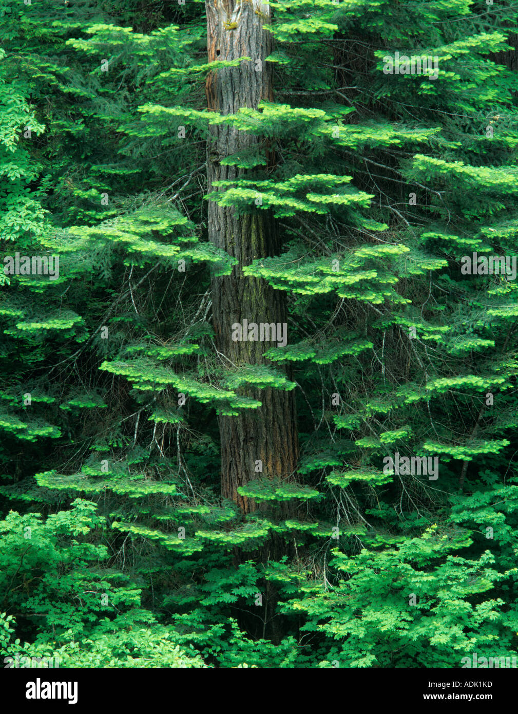 Around tree trunk hi-res stock photography and images - Alamy