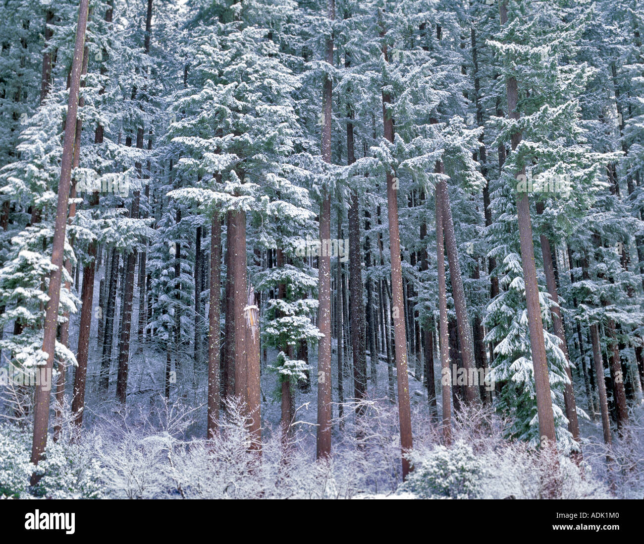 Snow on trees on Willamette Pass Oregon Stock Photo - Alamy