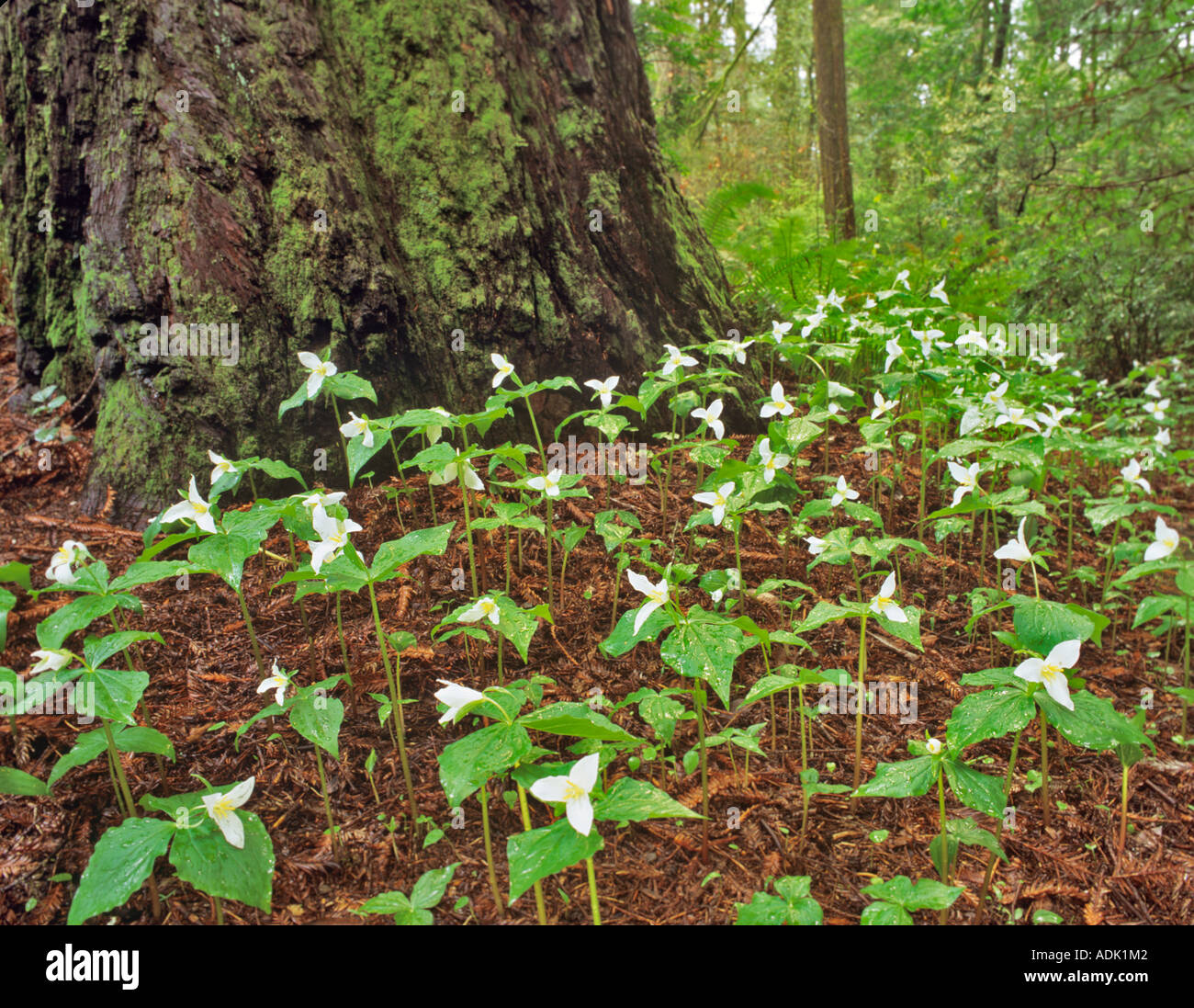 Trillium and tree trunk hi-res stock photography and images - Alamy