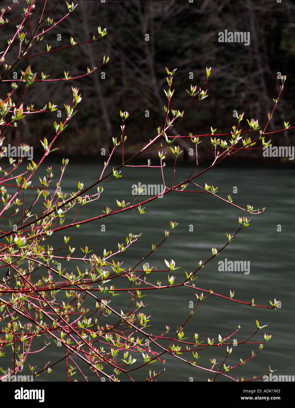 New growth on willow tree with McKenzie River Oregon Stock Photo - Alamy