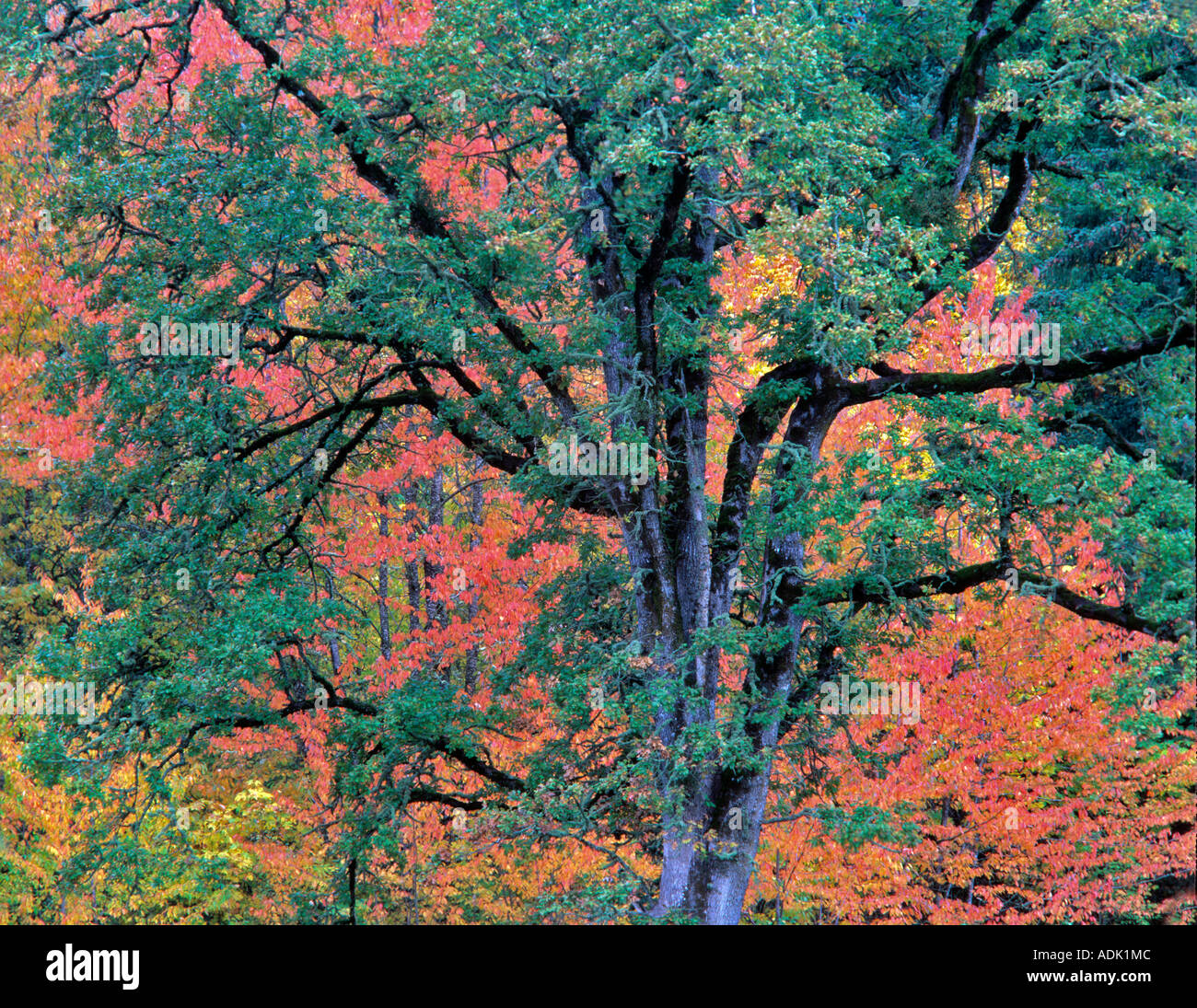 Oregon white oak hi-res stock photography and images - Alamy