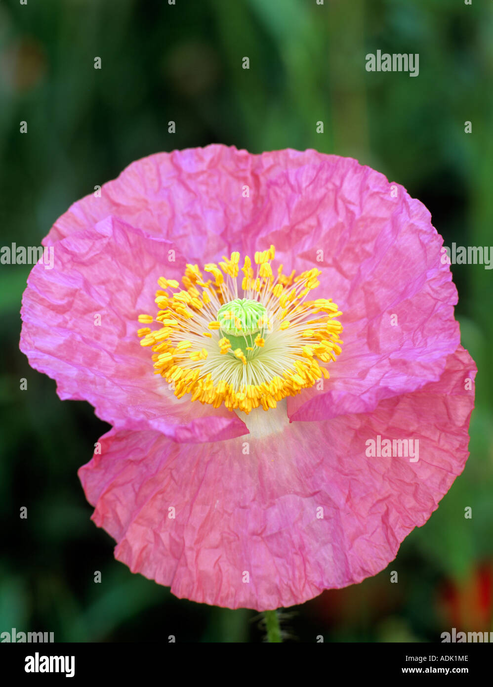 Pink poppy in garden at Summer Lake Inn Oregon Stock Photo - Alamy