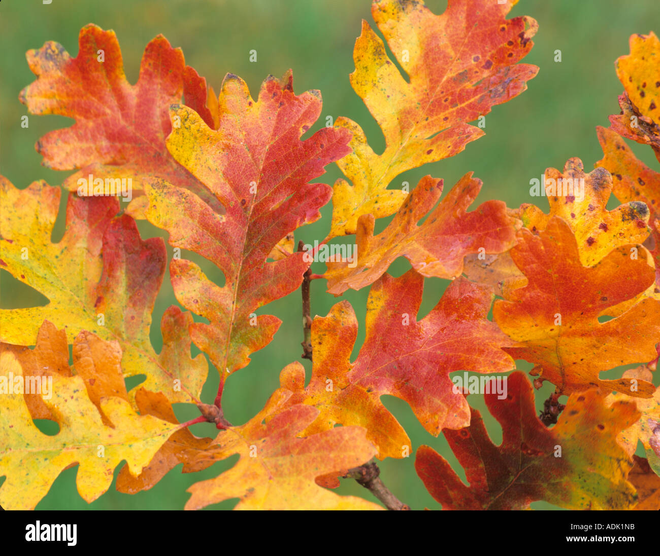 Oregon white oak trees hi-res stock photography and images - Alamy