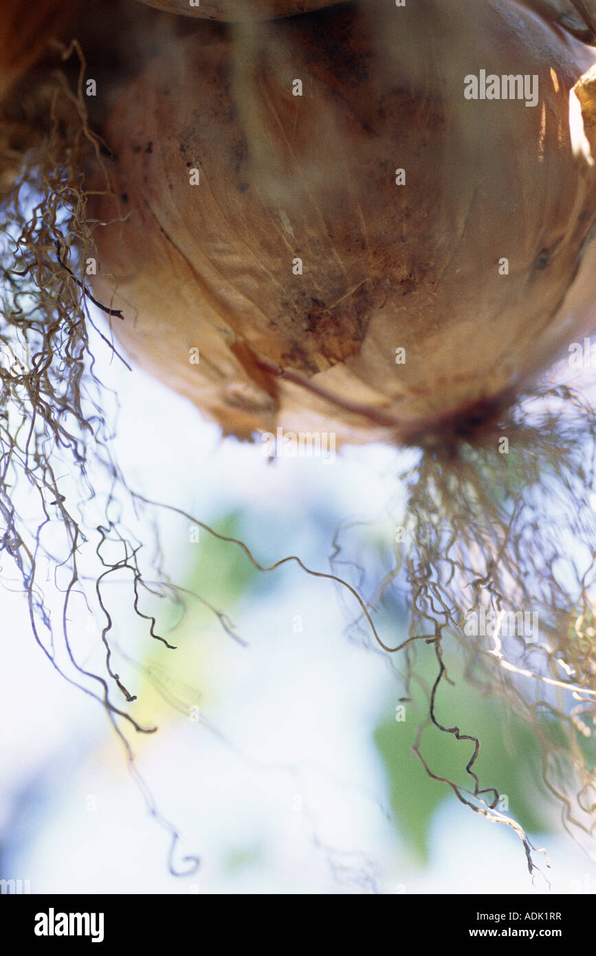 Onion Texture High Resolution Stock Photography and Images - Alamy