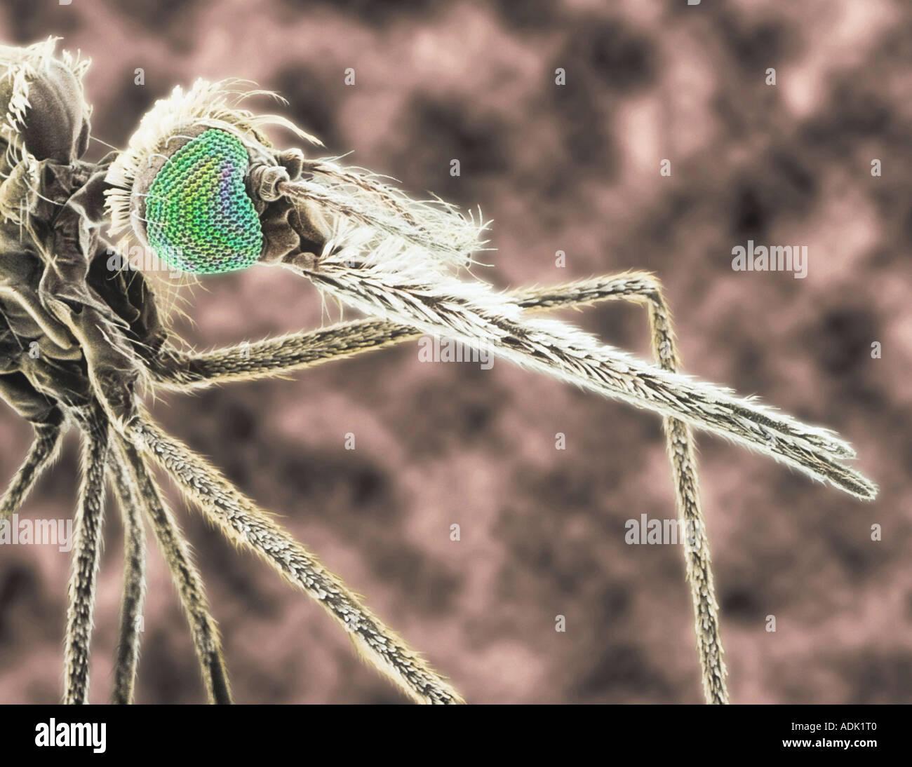 Anopheles gambiae mosquito Stock Photo - Alamy