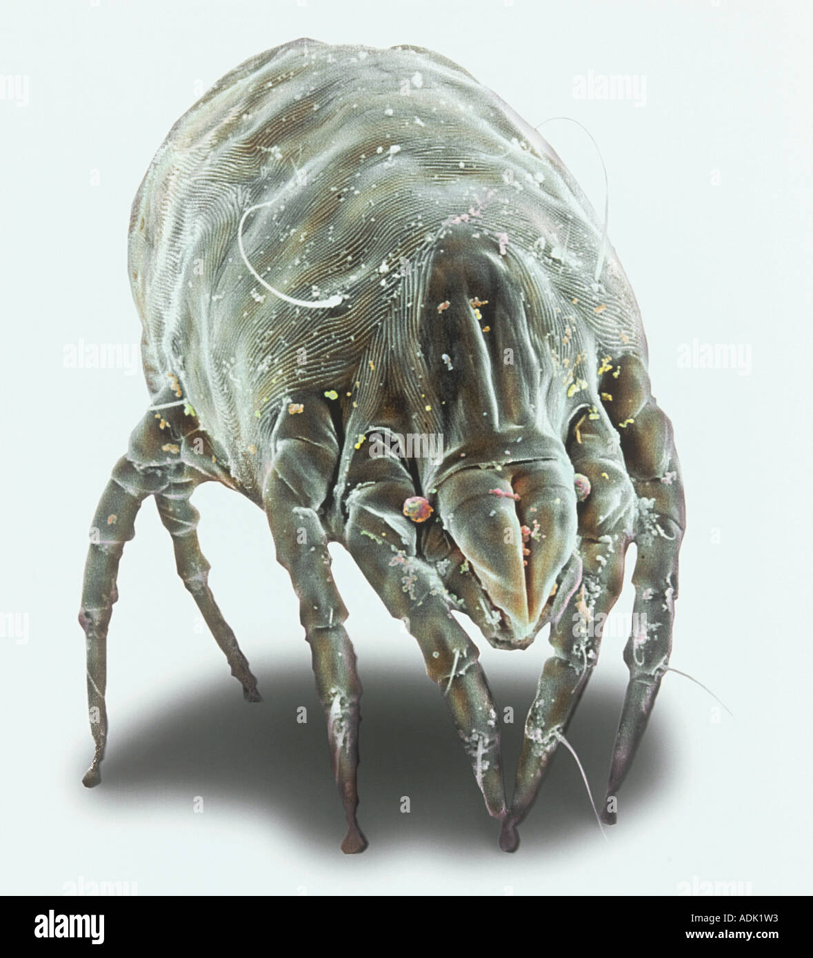 Dust Mite Electron Microscope
