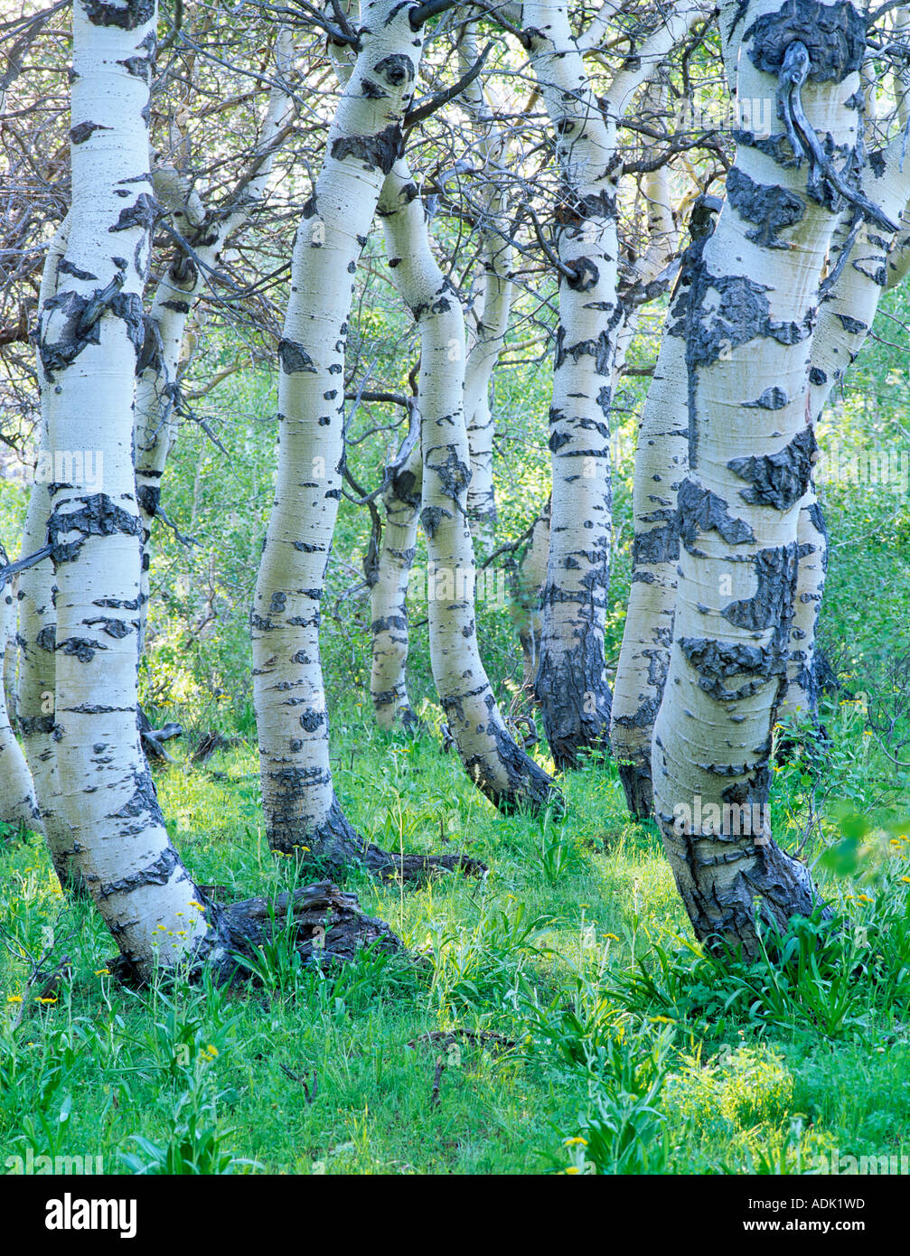 Twisted aspen hi-res stock photography and images - Alamy