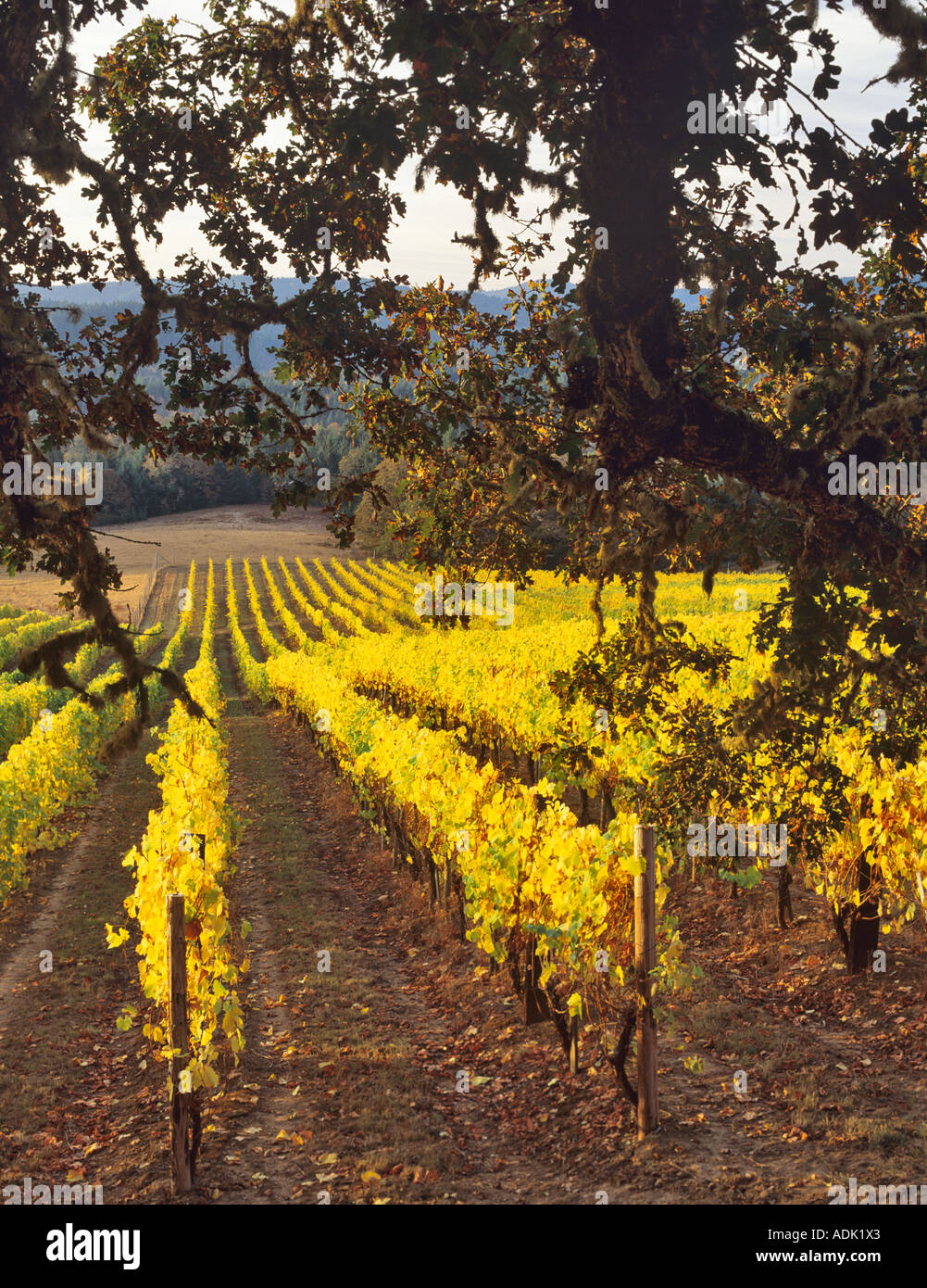 Alpine Vineyards in fall color with oak tree Near Alpine Oregon Stock ...
