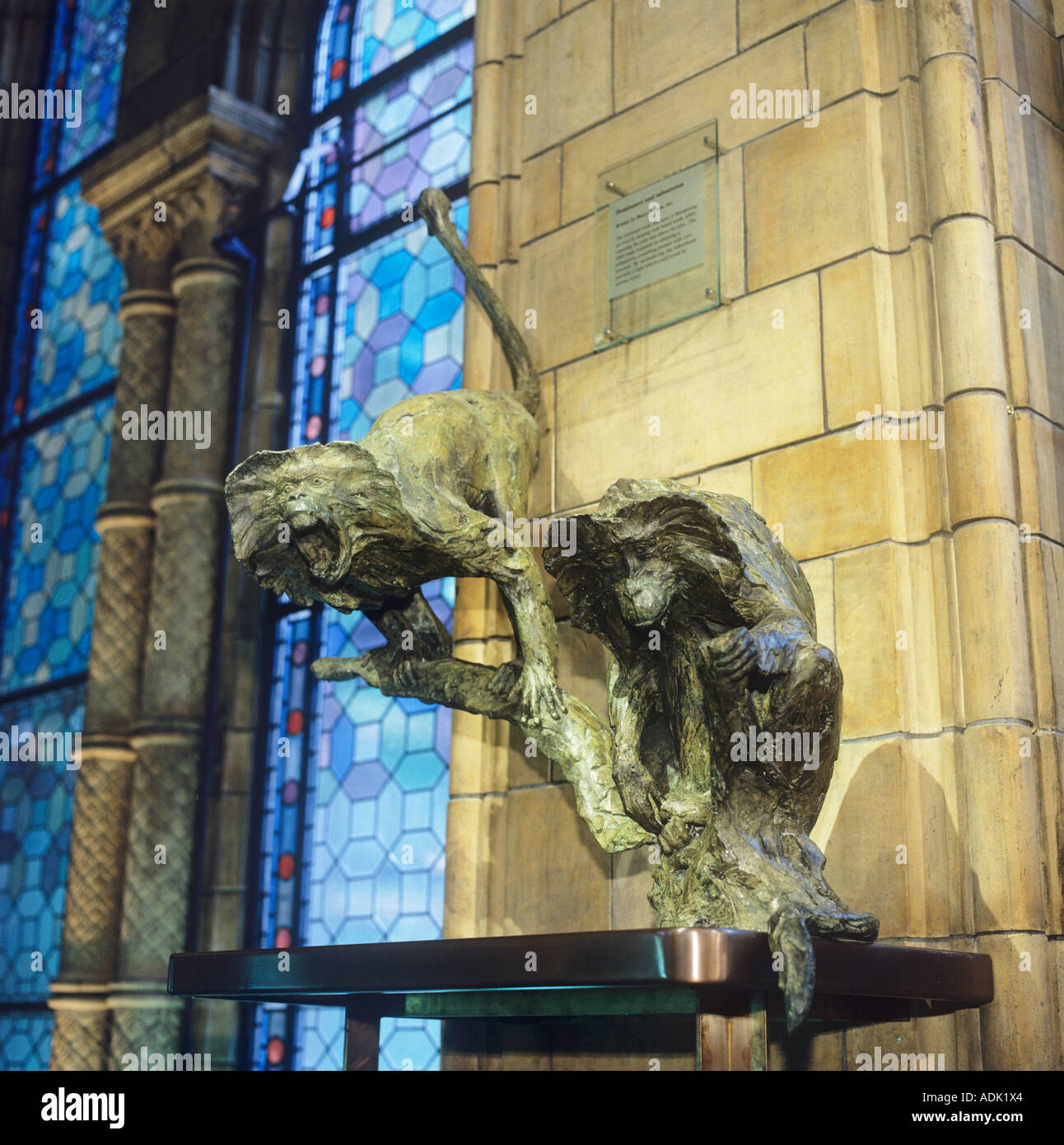 Cercopithecus sp hi-res stock photography and images - Alamy