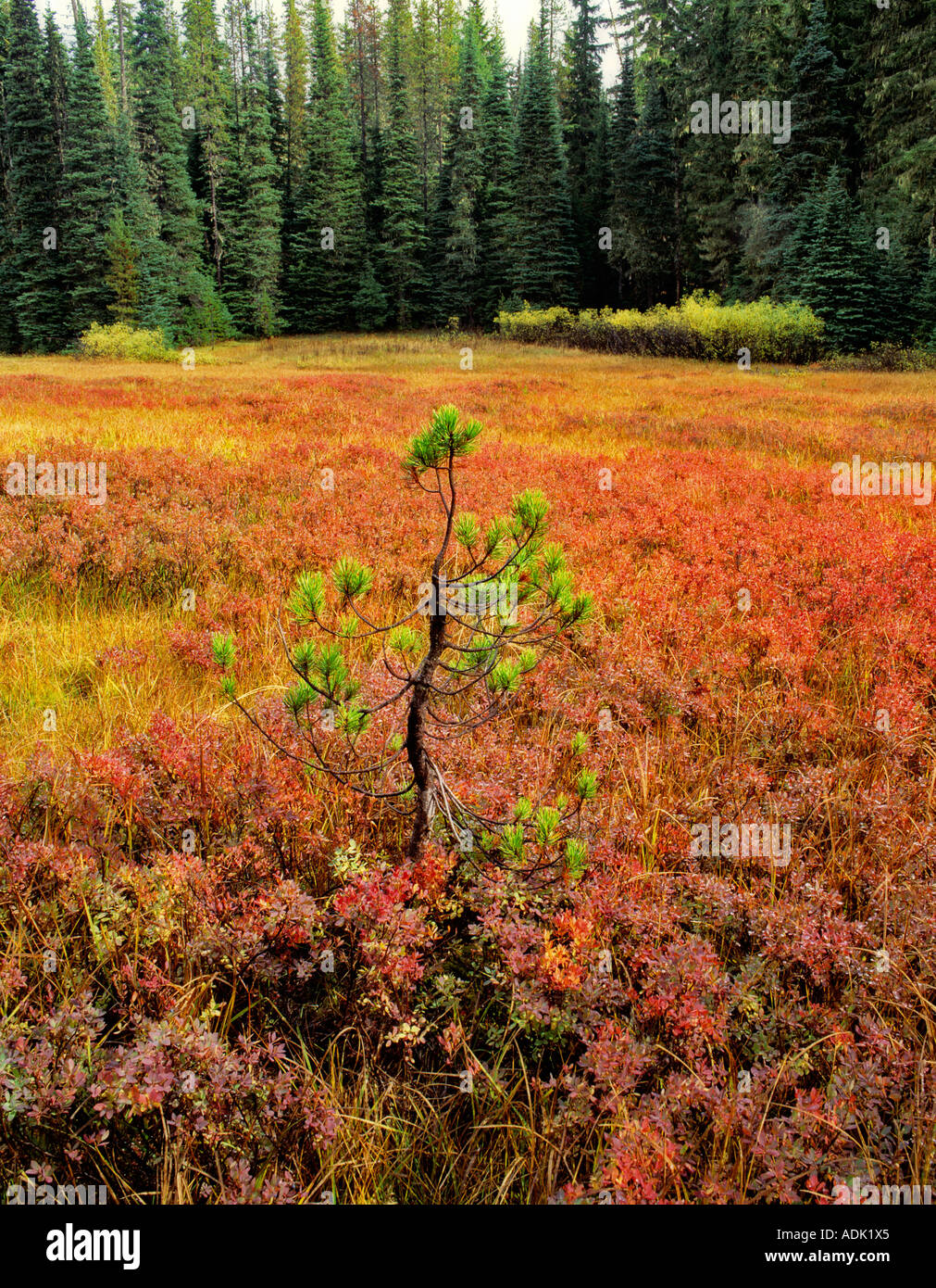 Huckleberry in fall color forest hi-res stock photography and images ...
