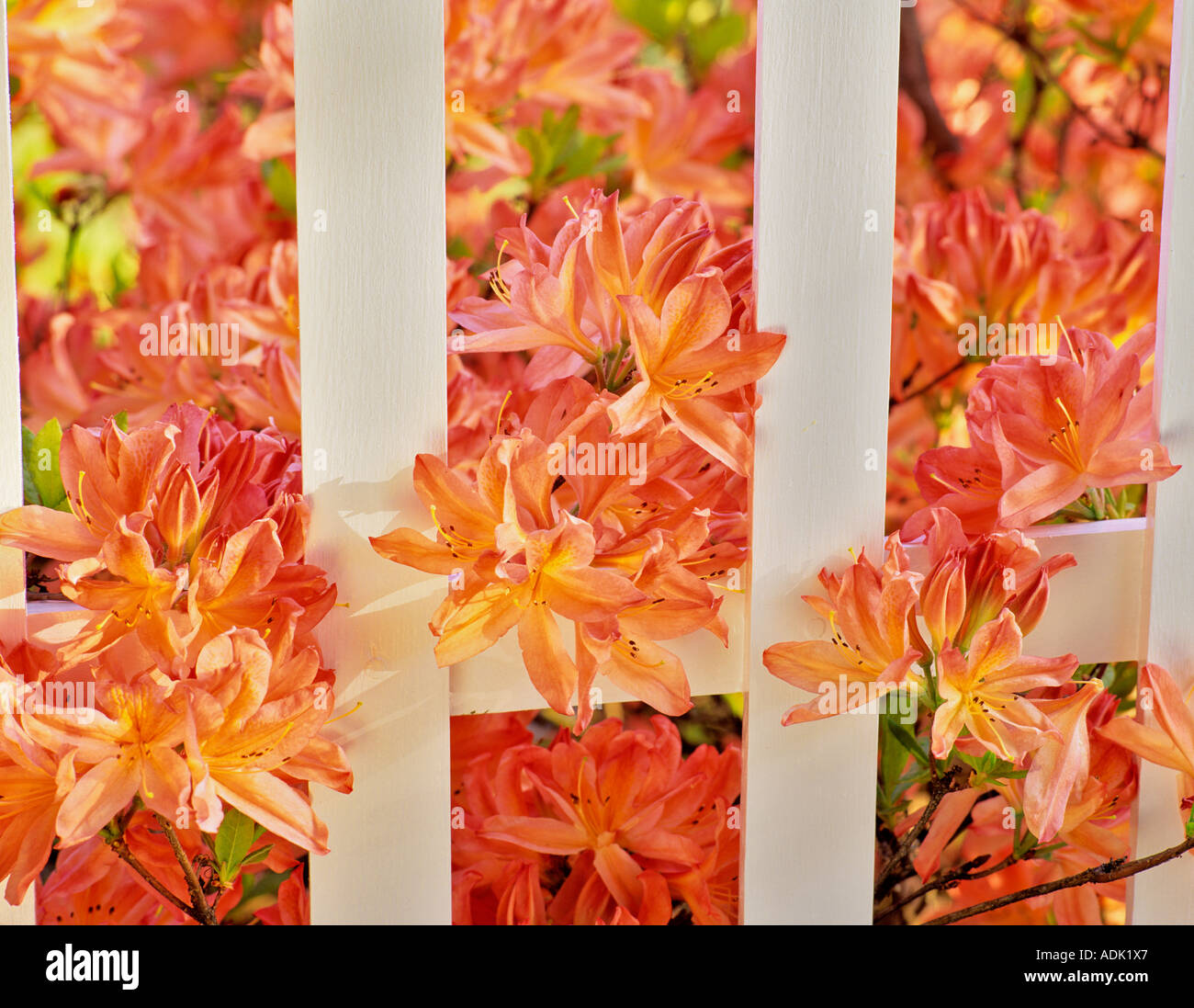 Budding azalea hi-res stock photography and images - Alamy