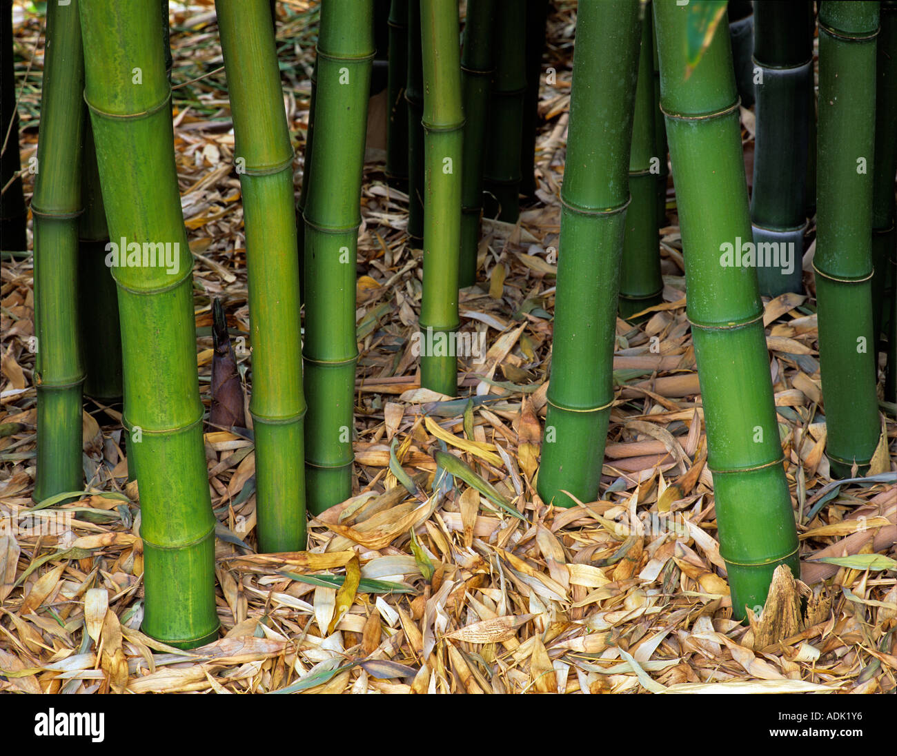 The bamboo garden hi-res stock photography and images - Alamy