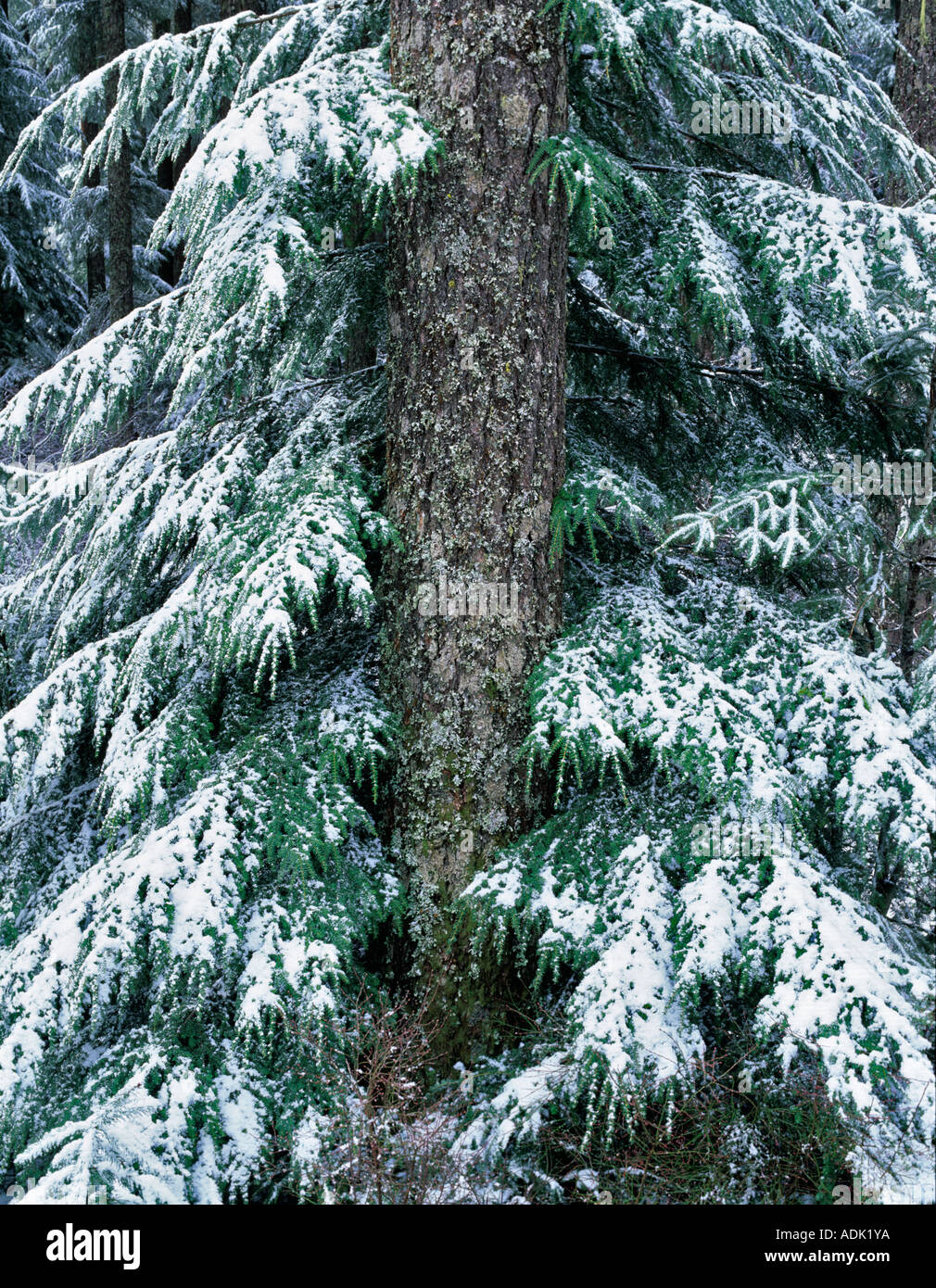 Snow on branches of hemlock tree surrounding the trunk Willamette Pass ...