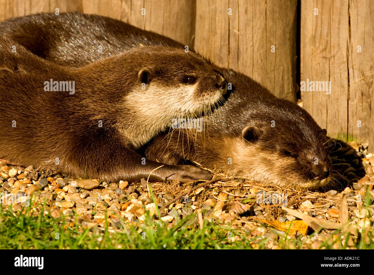 Captive otters playing hi-res stock photography and images - Alamy