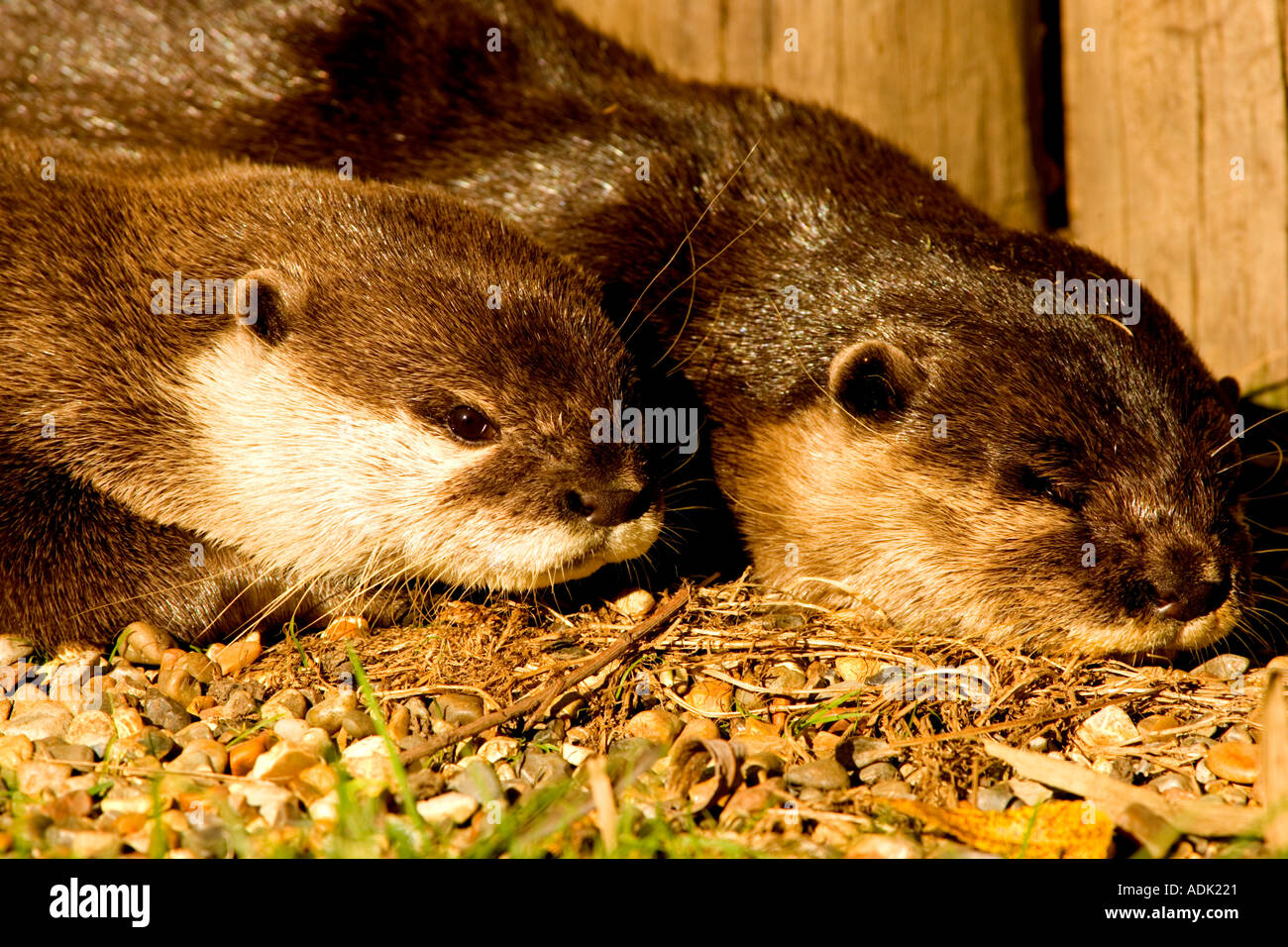 Captive otters playing hi-res stock photography and images - Alamy