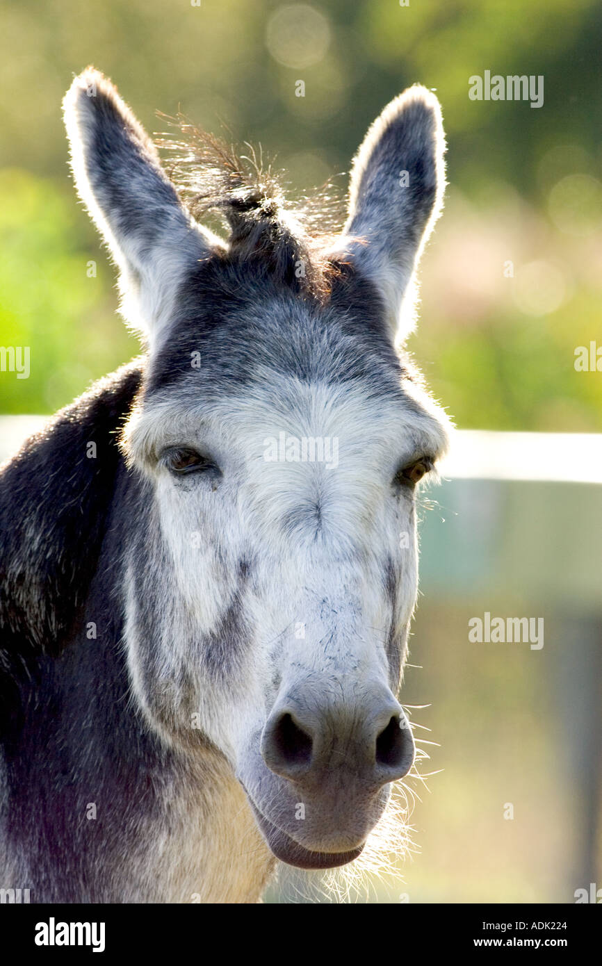 Happy donkey hi-res stock photography and images - Alamy