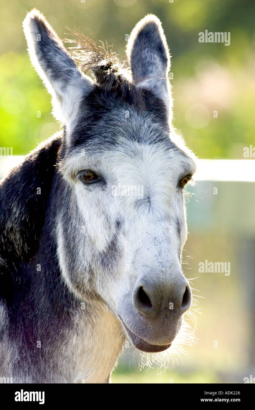 Happy donkey hi-res stock photography and images - Alamy