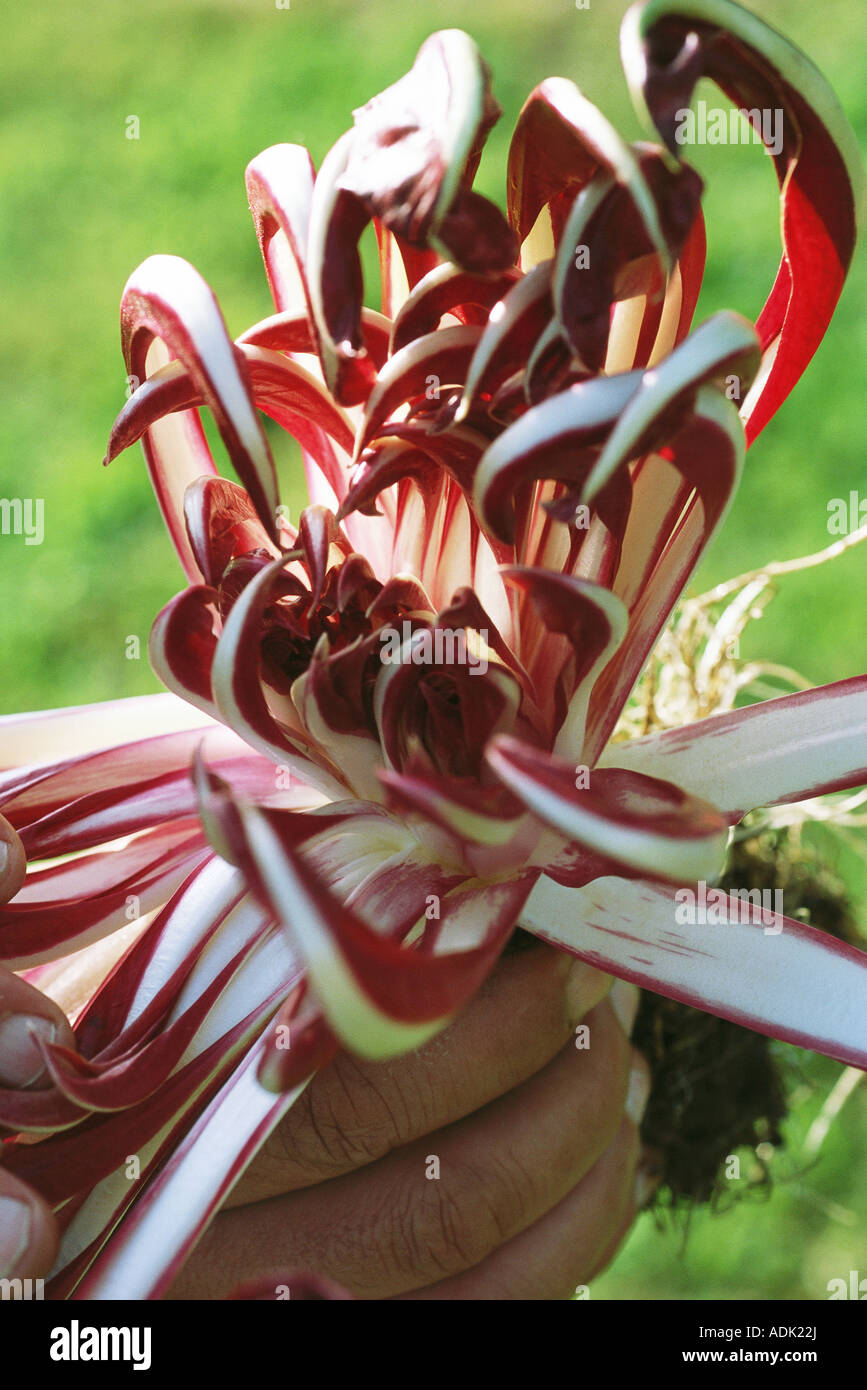 Chickory root hi-res stock photography and images - Alamy