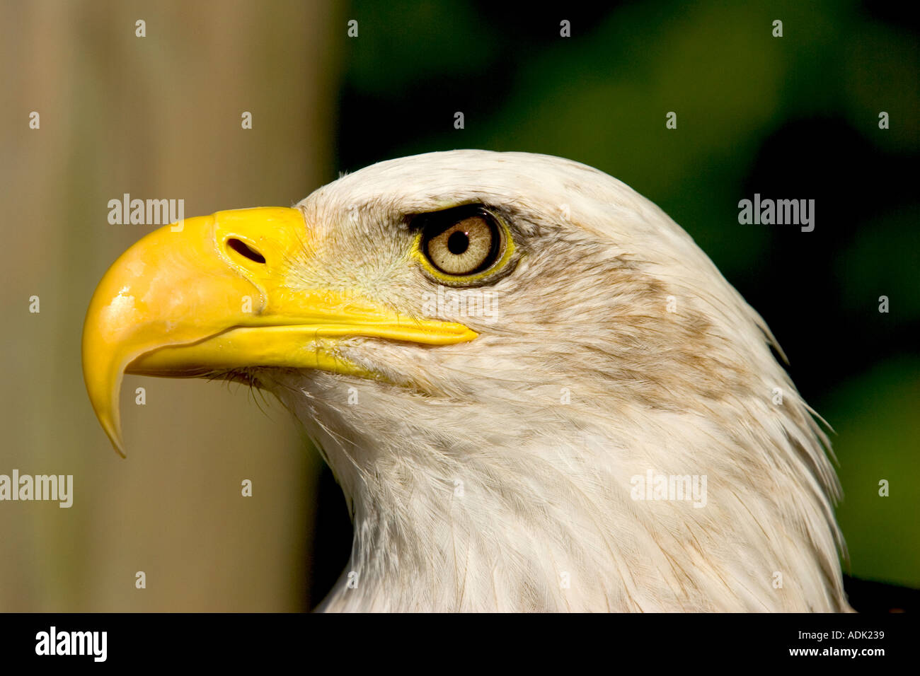 Sam The Eagle Wallpaper