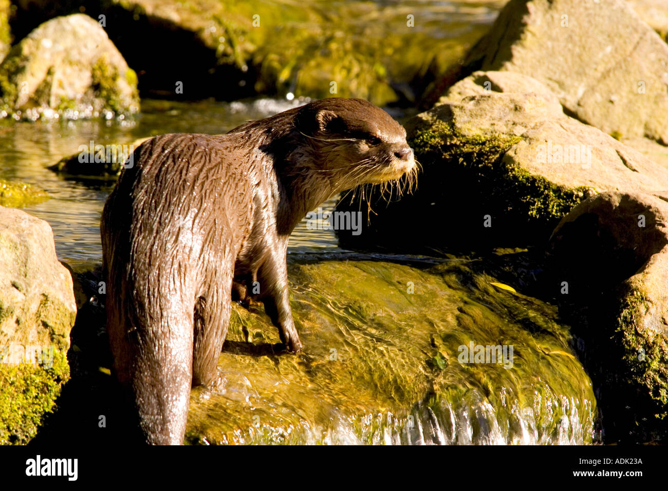 British otter hi-res stock photography and images - Alamy