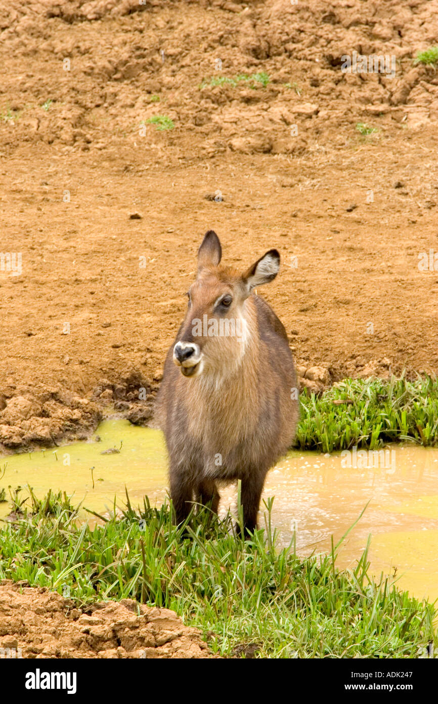 Defassa Waterbuck at water hole Stock Photo - Alamy
