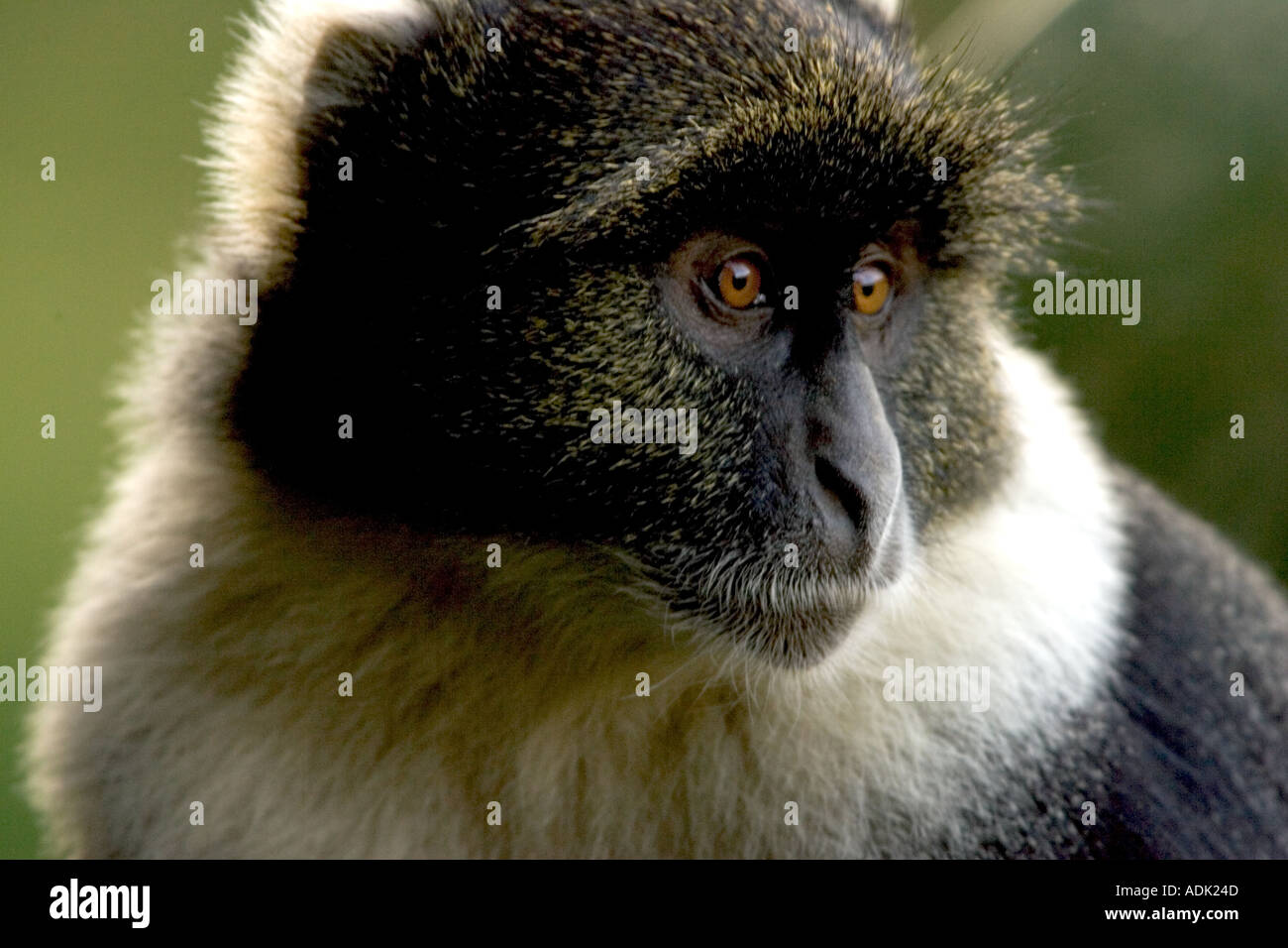 Samango hi-res stock photography and images - Alamy