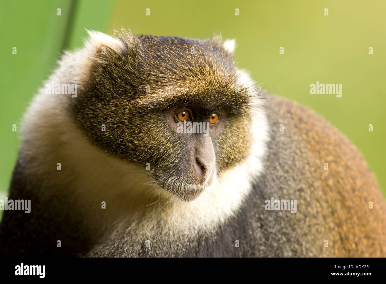 Samango hi-res stock photography and images - Alamy
