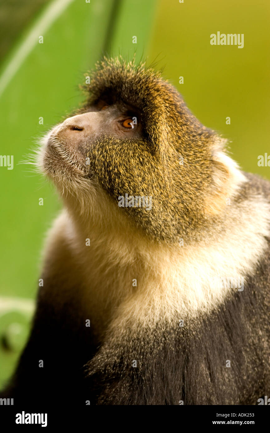 Samango hi-res stock photography and images - Alamy