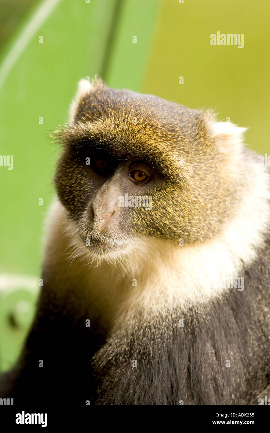 Samango hi-res stock photography and images - Alamy