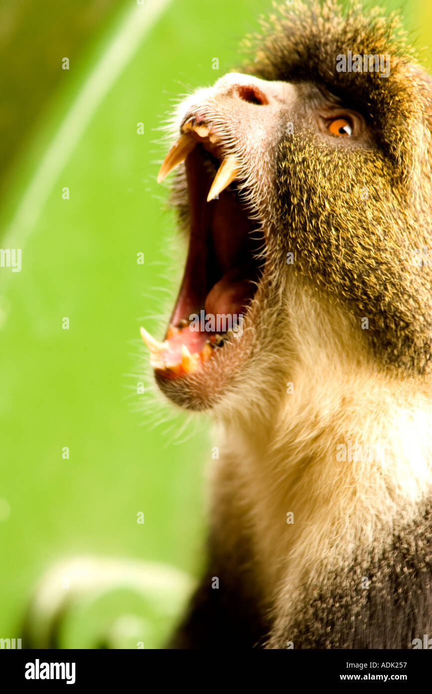 Samango hi-res stock photography and images - Alamy