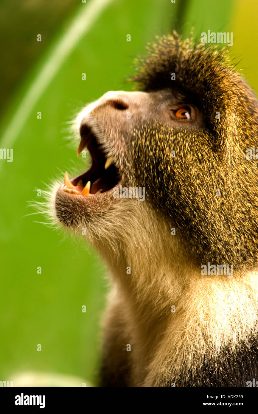 Monkey aggressive hi-res stock photography and images - Alamy