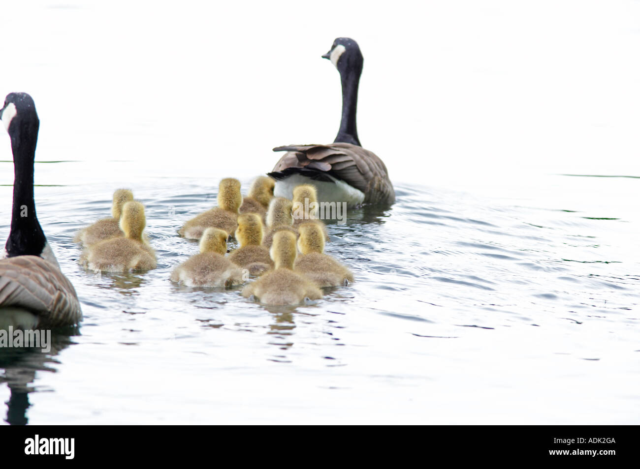 Baby geese with parents Crystal Springs Rhododendron Garden Portland ...
