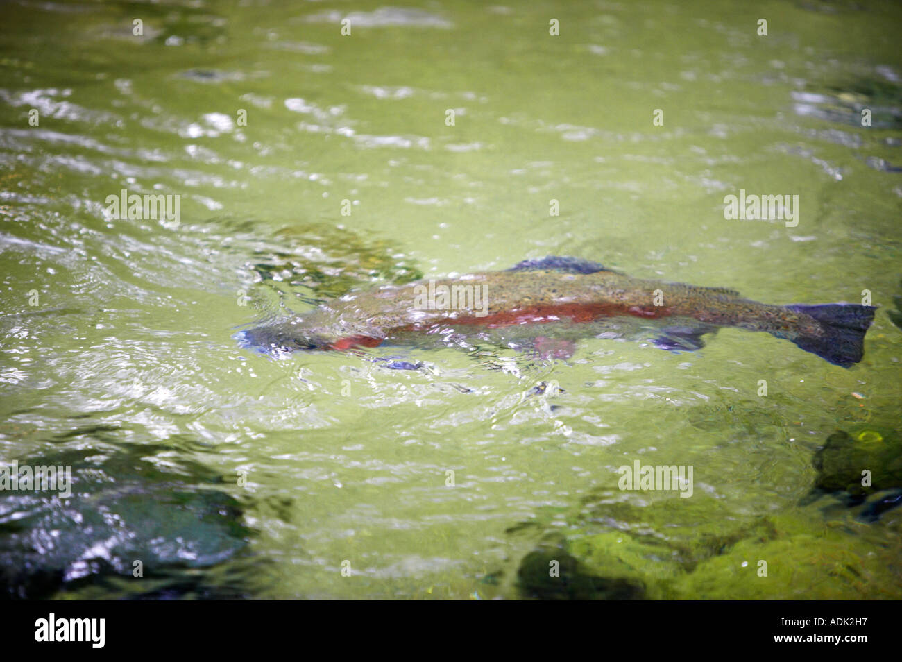 Large Rainbow Trout in pond at Bonniville Fish Hatchery Oregon Stock ...