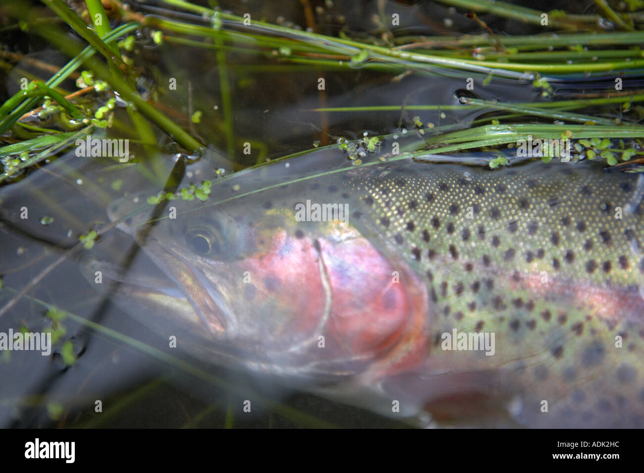 Red band hi-res stock photography and images - Alamy