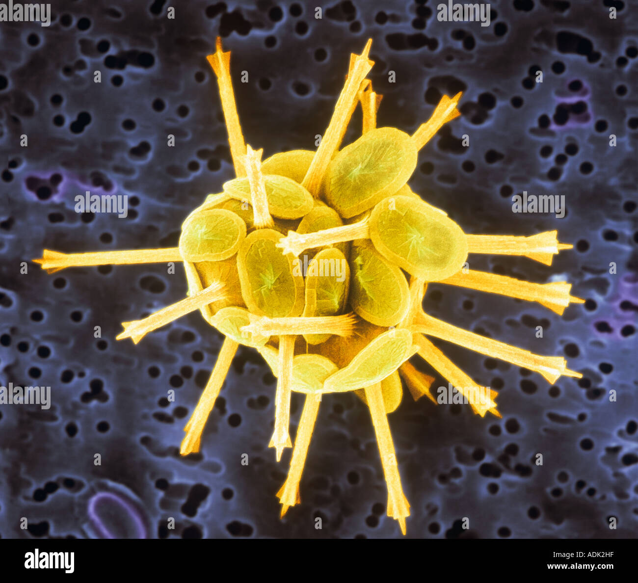 Coccolith hi-res stock photography and images - Alamy