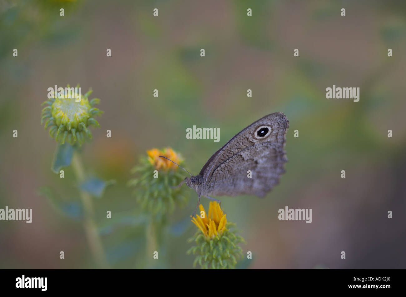 Snake butterfly hi-res stock photography and images - Alamy