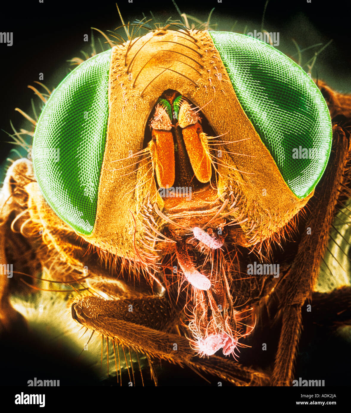 Musca domestica house fly Stock Photo - Alamy