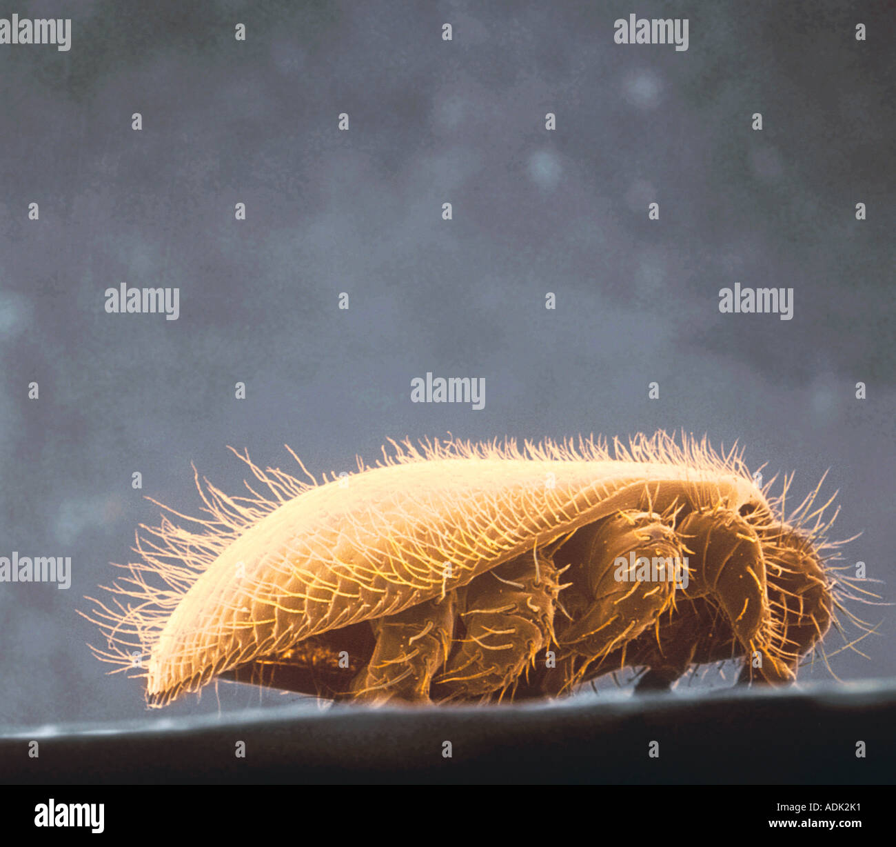 Varroa jacobsoni honey bee mite Stock Photo - Alamy