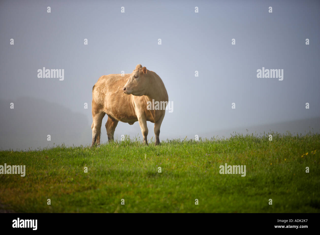 Mendocino farms hi-res stock photography and images - Alamy