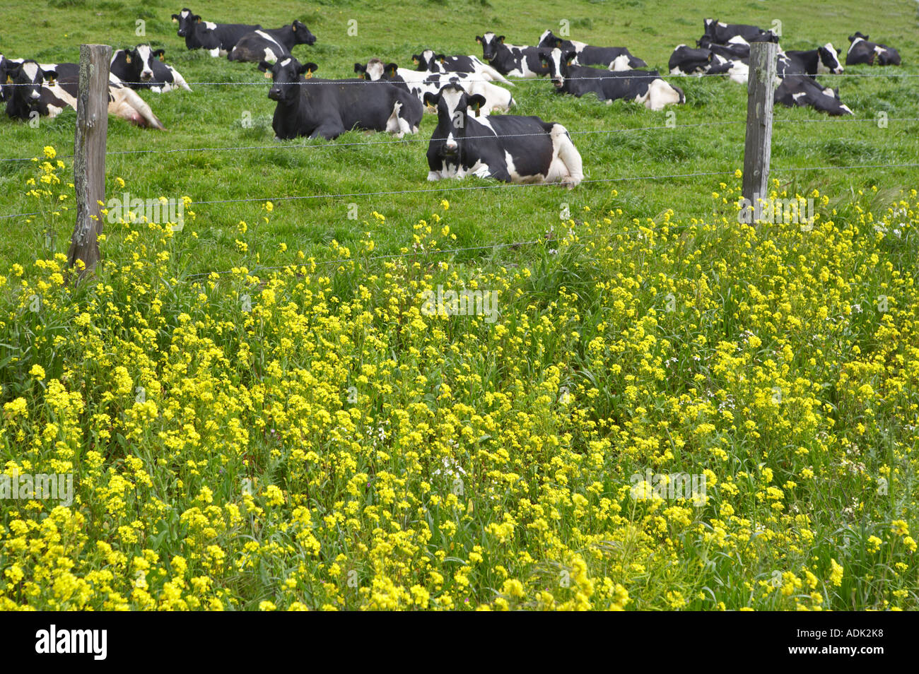 Holstein cows lying down in pasture Point Reyes National Seashore ...