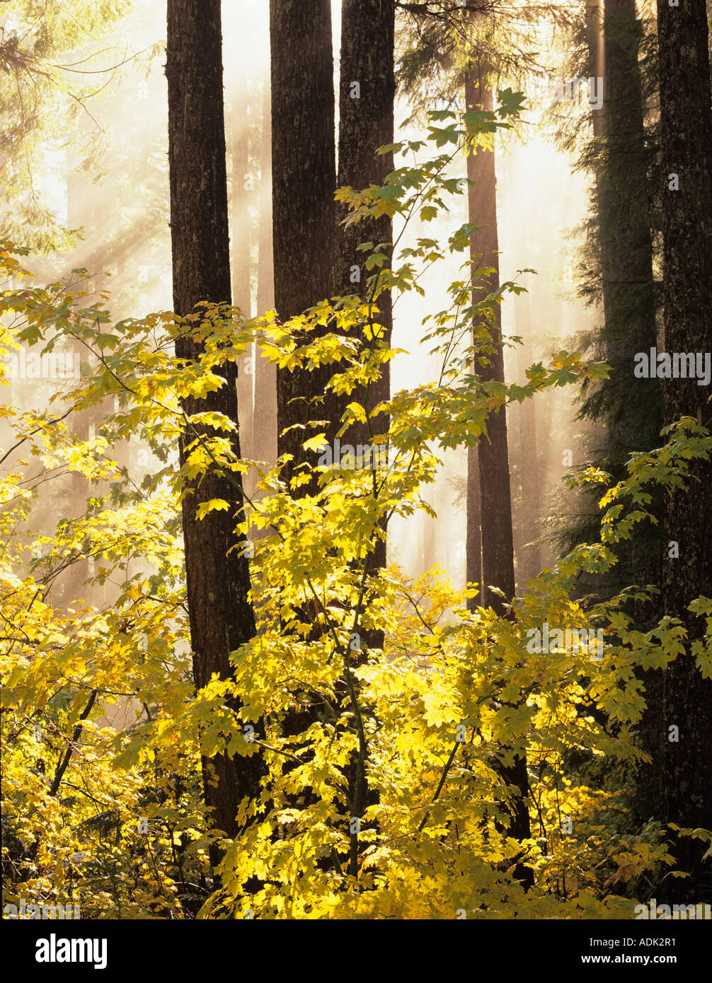Aufderheide scenic byway hi-res stock photography and images - Alamy