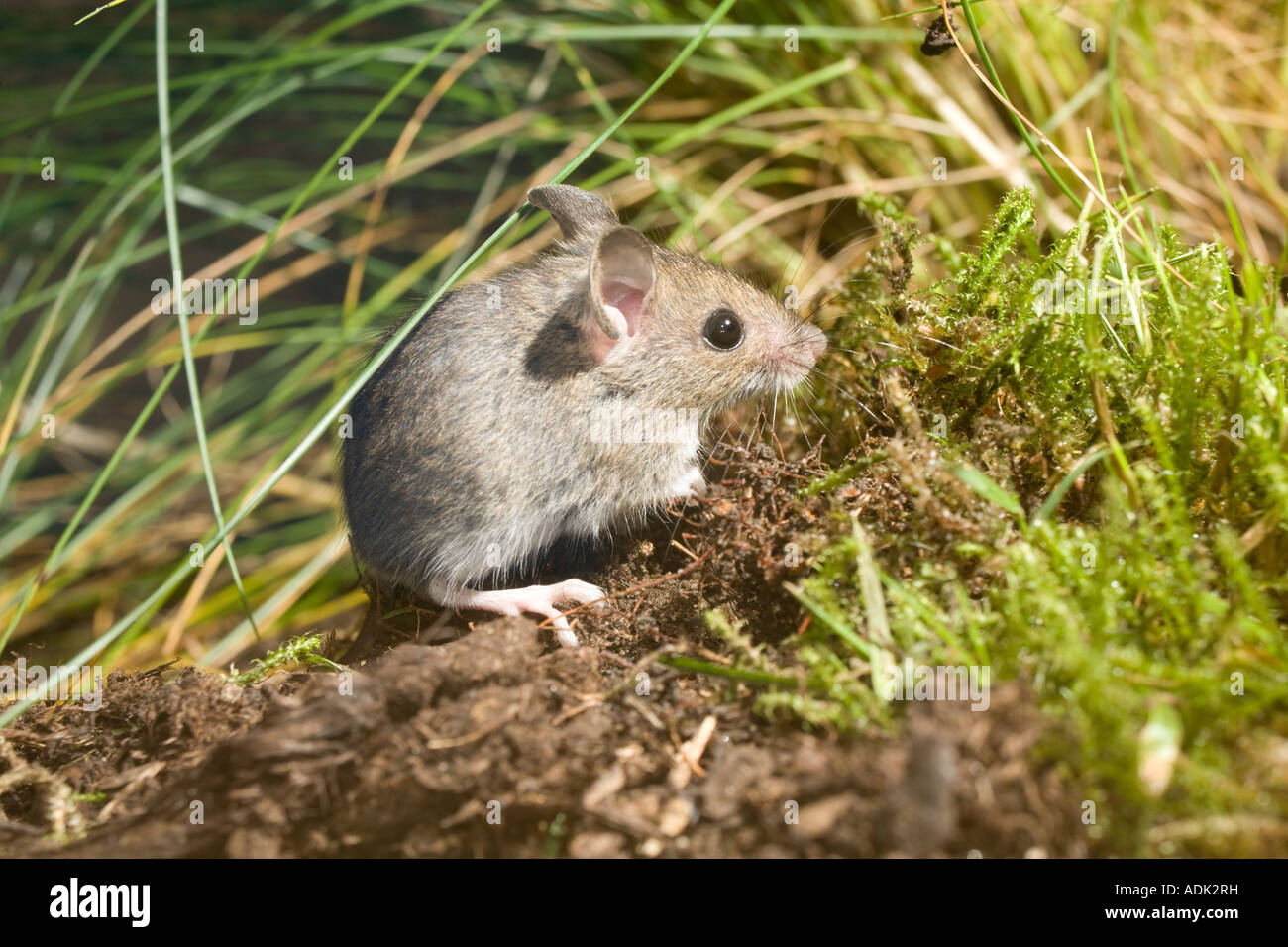Young field mouse hi-res stock photography and images - Alamy