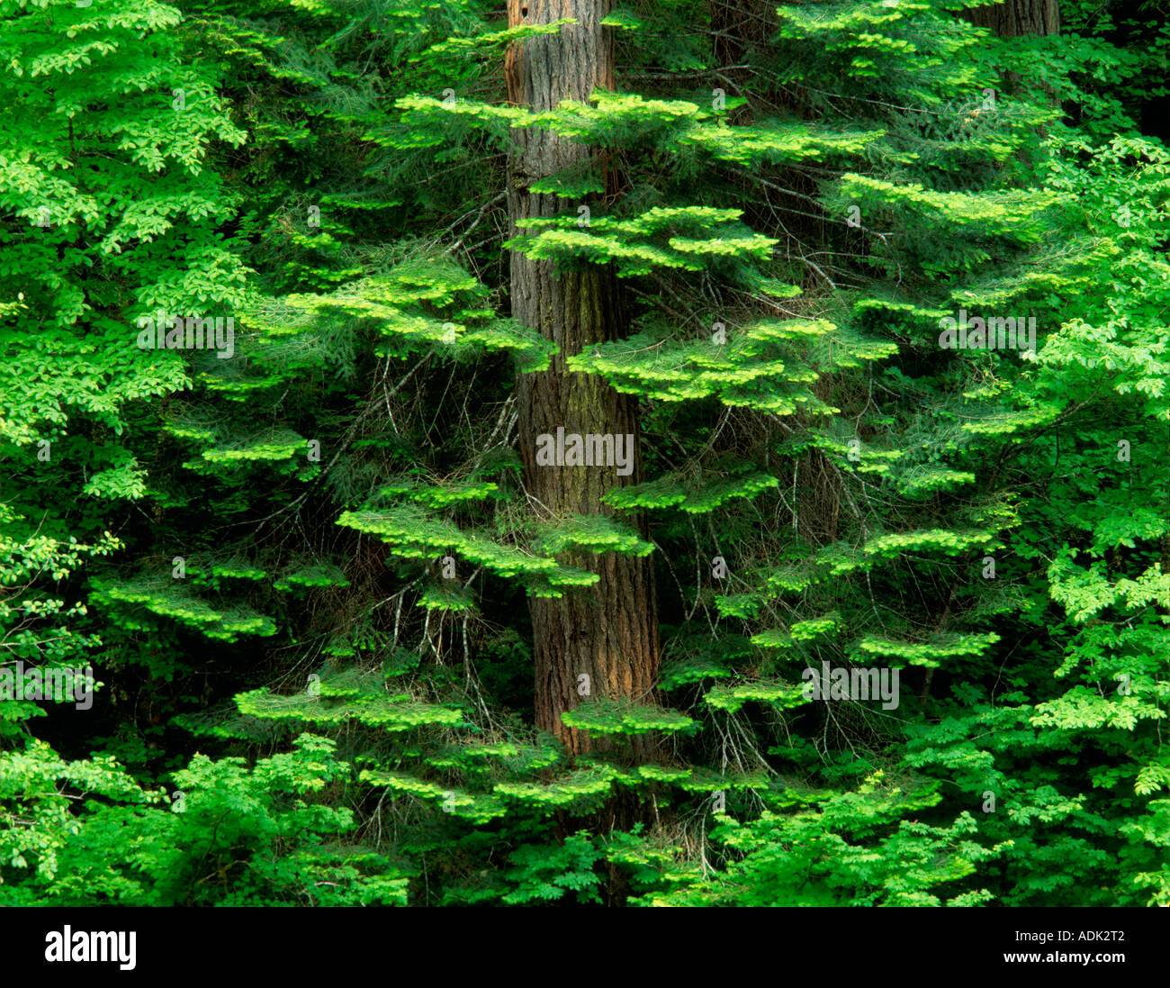 Hemlock tree branches around tree trunk with spring growth Banks of ...
