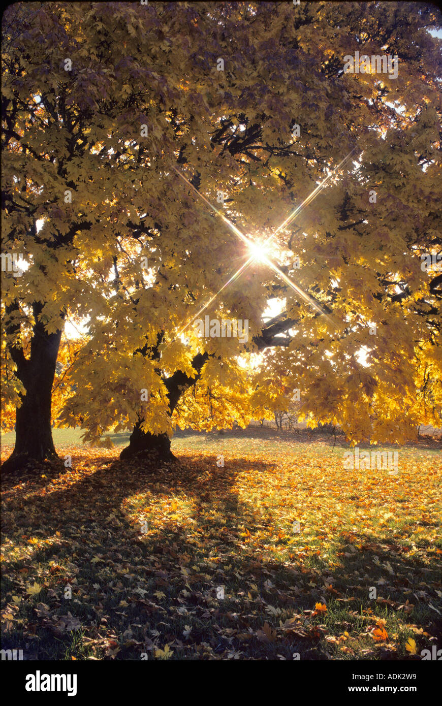 Maple leaf sunburst hi-res stock photography and images - Alamy