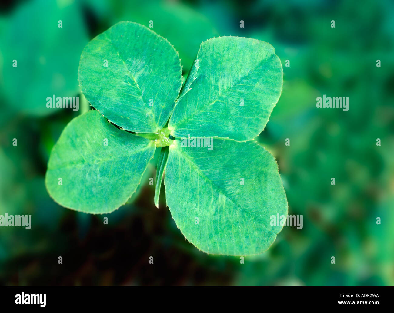 Four leaf clover in lawn Corvallis Oregon Stock Photo - Alamy