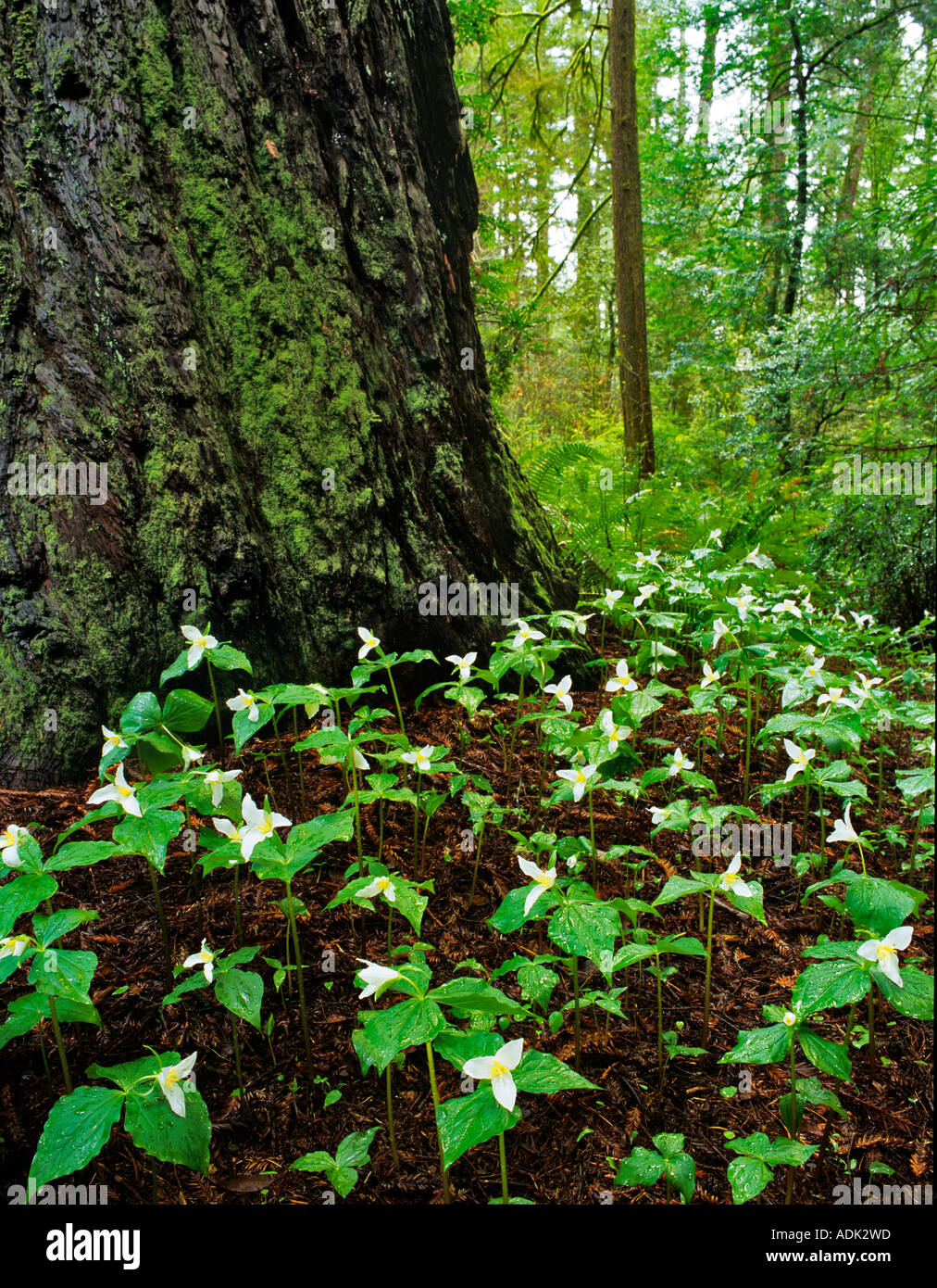 Trilliums growing at base of redwood tree in Redwood National Forest ...