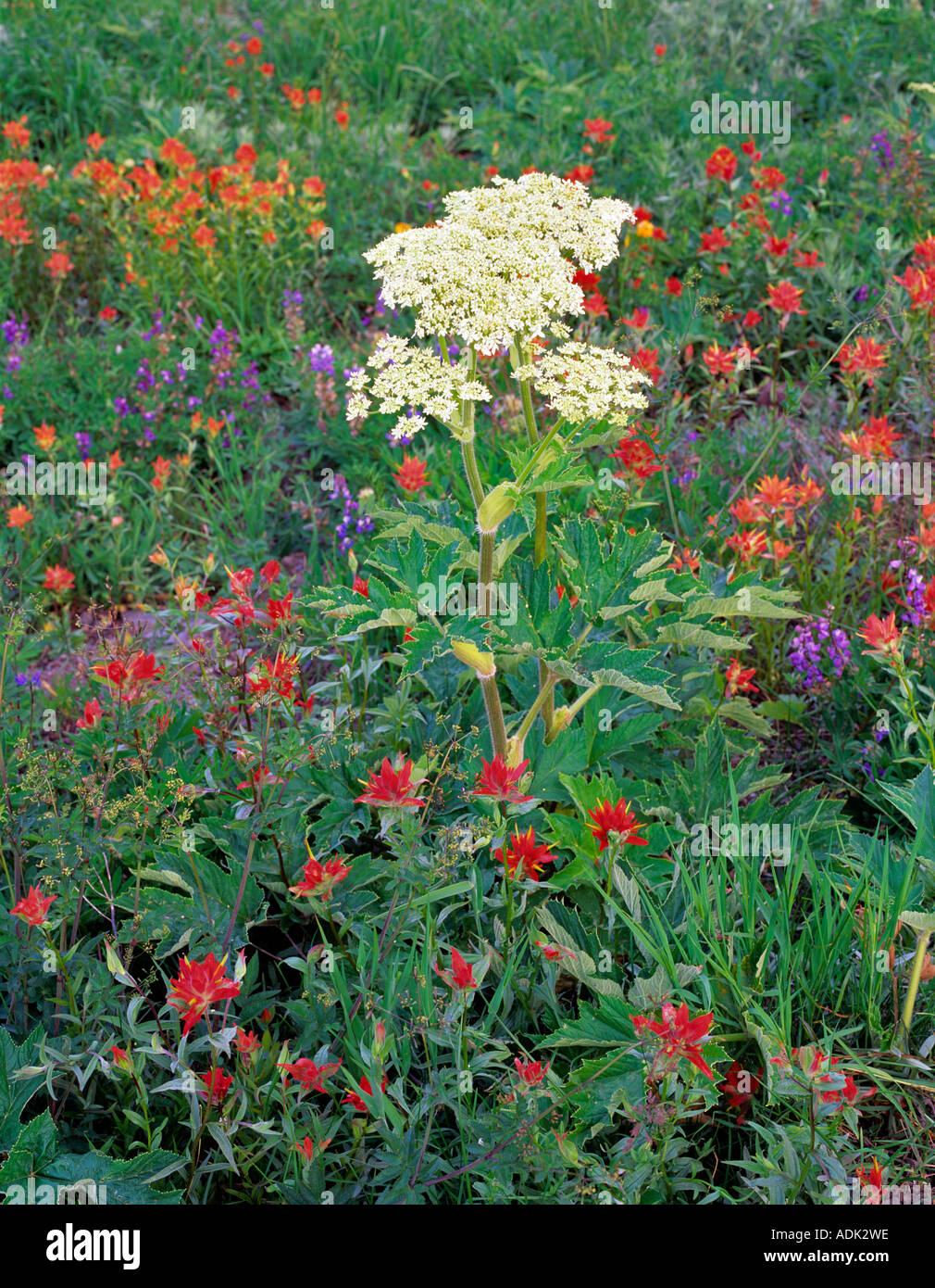 Mixed wildflowers Olympic National Park Washington Stock Photo - Alamy