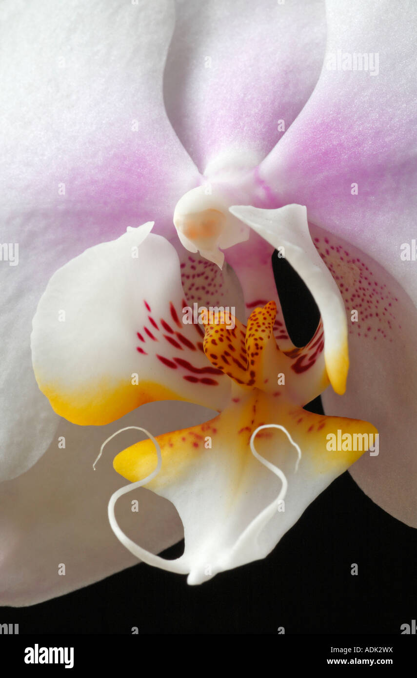 Phalaenopsis - Butterfly Orchid - in close up of central structure of ...