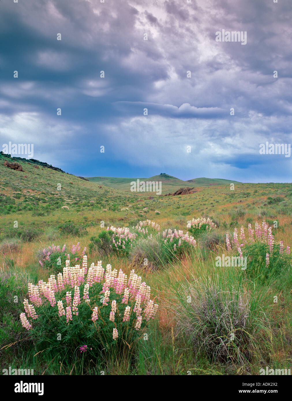 Lupines and storm clouds Hillside of Leslie Gulch Oregon Stock Photo ...